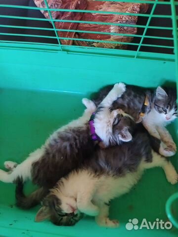 Котята ищут дом
