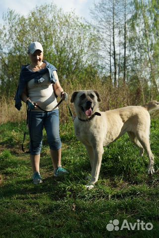 Крупная красивая собака кангал карабаш