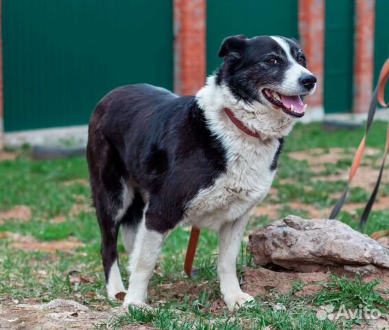 Просто хорошая собака Бэтти