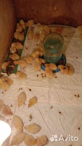 Техасские бройлерные перепела