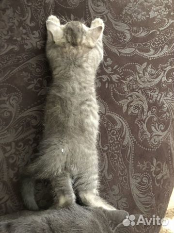 Котенок