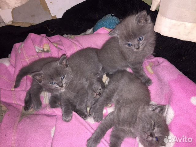 Русская голубая