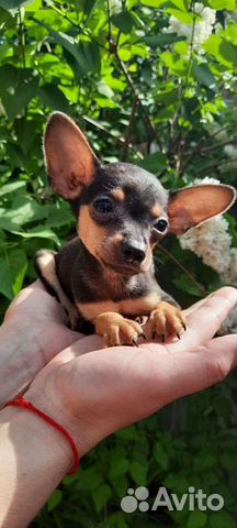 Мини той-терьер щенки продажа