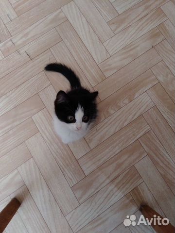 Отдам кошечку 1,5-2 месяца