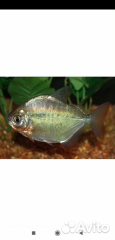 Рыба- метиннис