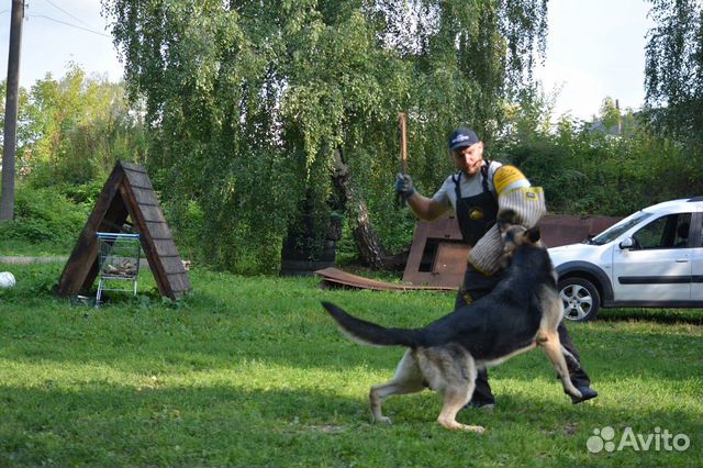Щенки вео