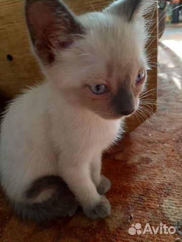 Сиамский котенок