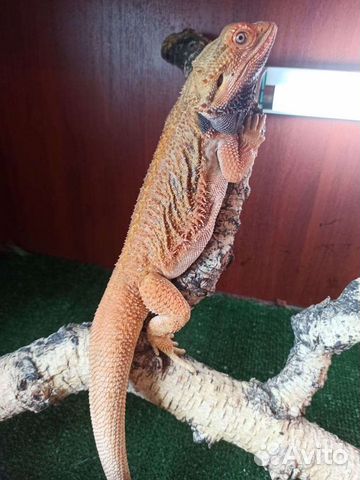 Агамята от шикарного самца (будут все в папку)