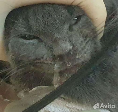 Голубому котику нужна помощь