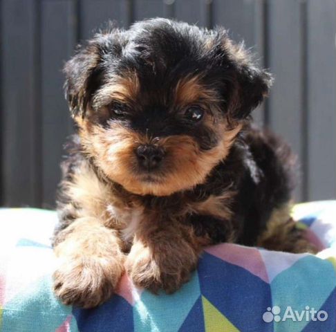 Йоркширская девица