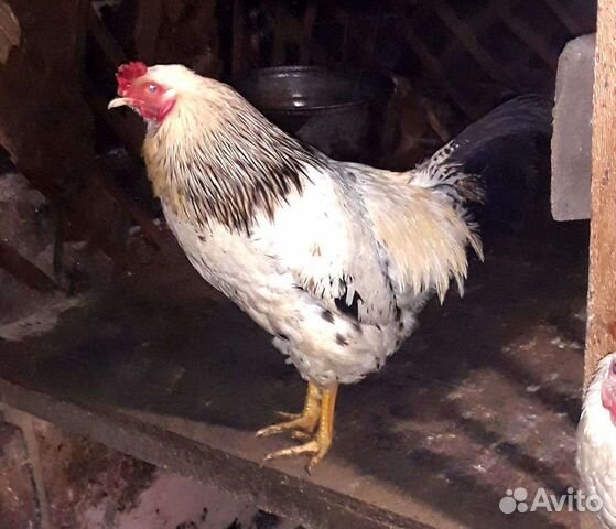 Продам птицу