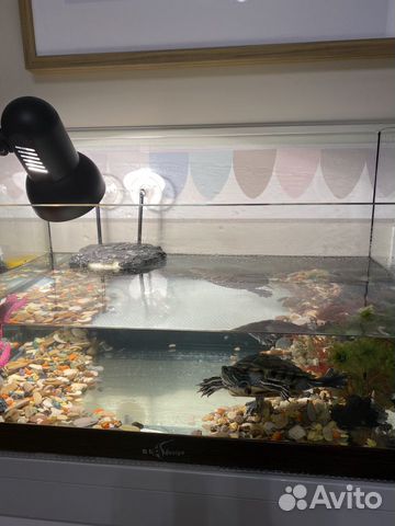 Водоплавающие черепахи