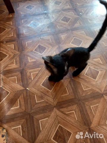 Канадский сфинкс котенок