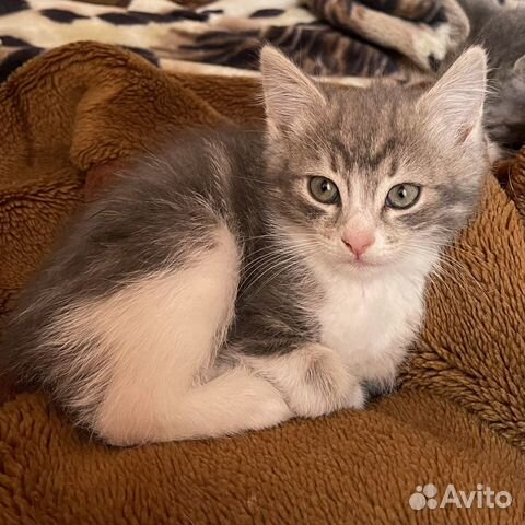 Котенок-девочка, чистая и здоровая, 2 месяца