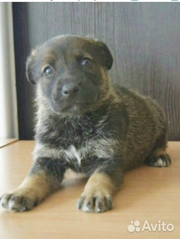 Любовь, нежность в доме крутится вокруг неё