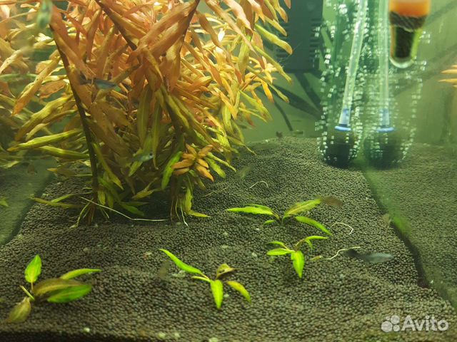 Мальки гуппи и зелёных меченосцев