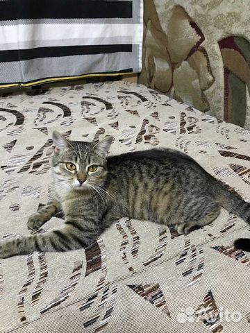 Молодая Кошка