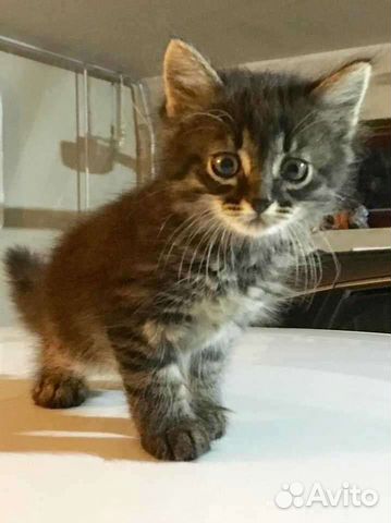 Котенок в дар