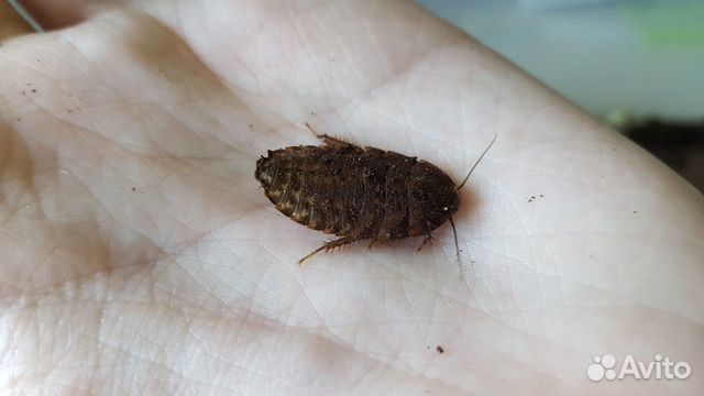 Тараканы blaberus craniifer (нимфы)