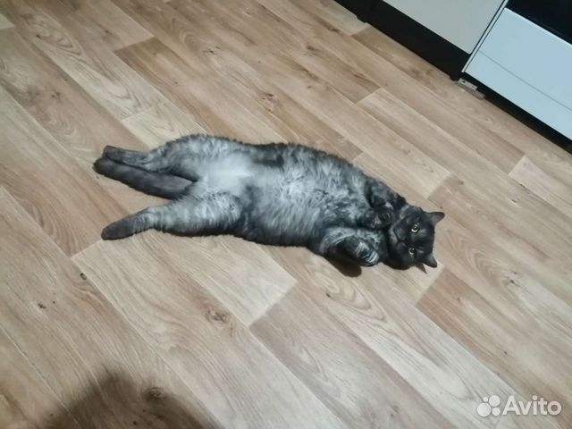 Кот в добрые руки