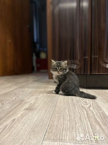 Кот