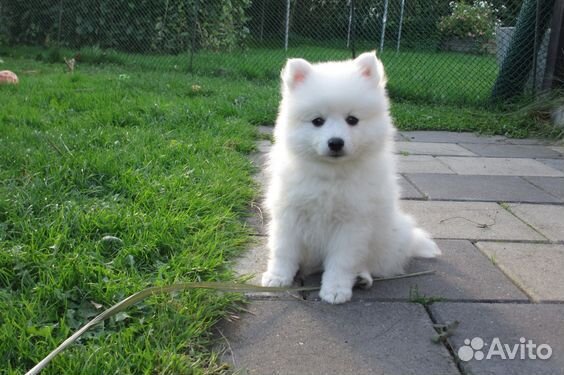 Японский Шпиц