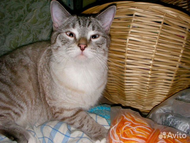 Кошка в дар