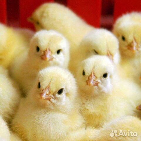 Цыпленок бройлер кобб-500 опт