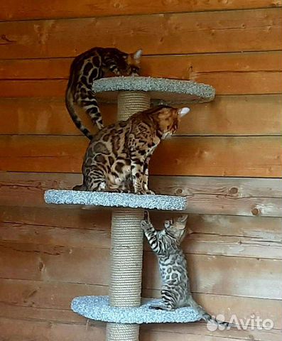Бенгальские котята