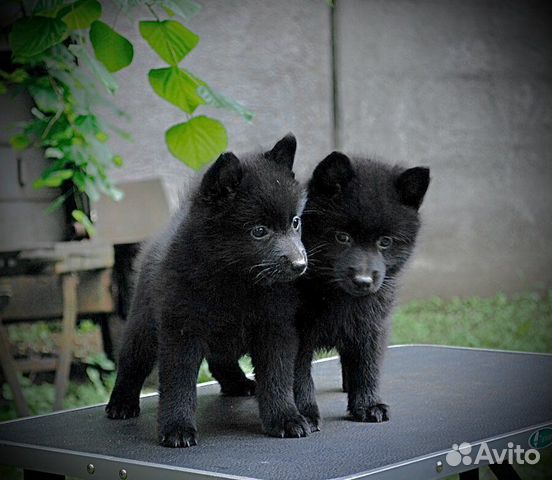 Щенки шипперке