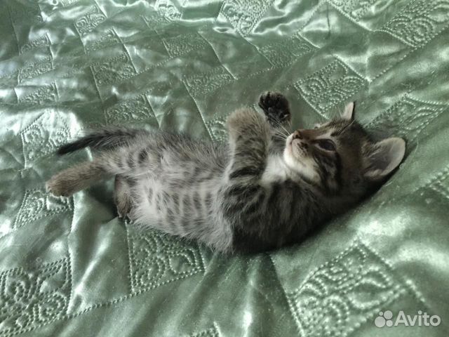 Котёнок
