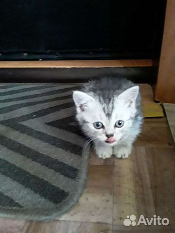 Кошка
