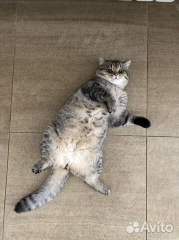 Британский кот шиншилла