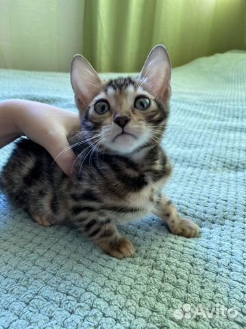 Бенгальская