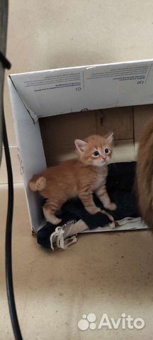Рыжий котенок