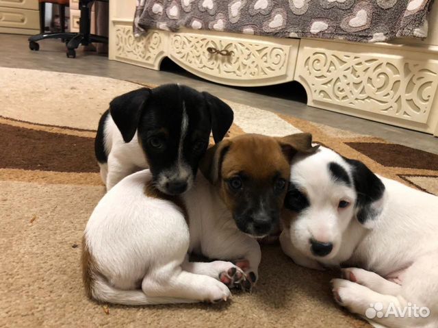 Щенки Джек Рассел терьер