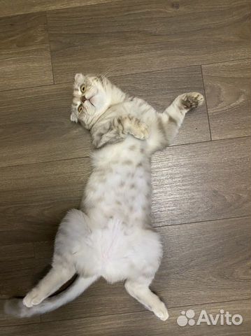 Кошка