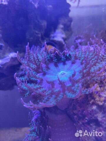 Песчаный анемон