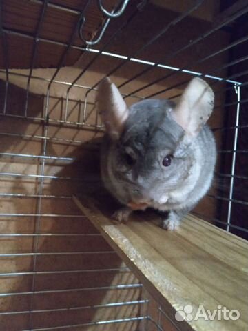 Шиншилла,возраст 1,5года.Продаем в связи с переезд