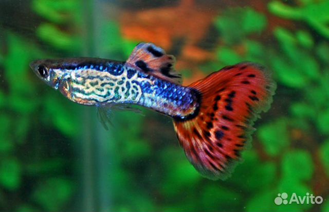 Аквариумные рыбки гуппи