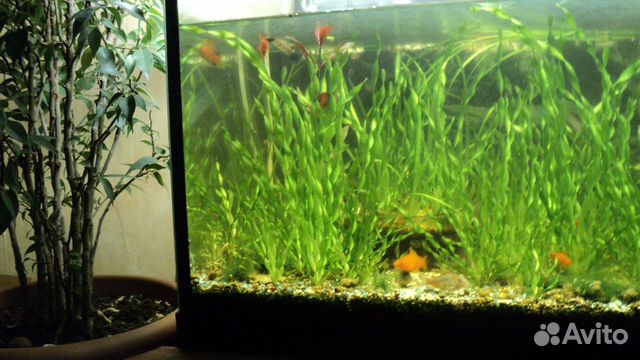 Валлиснерия спиральная