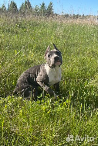 Голубая девочка амстафф