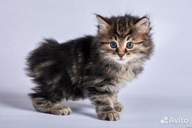 Курильский бобтейл