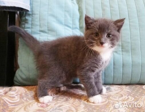 Котёнок Незабудка