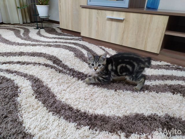 Чистокровные котята курильского бобтейла