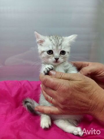 Британочка