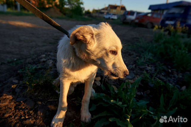 Себастьян в поисках дома