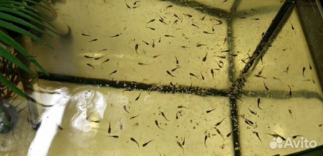 Мальки рыбок гуппи