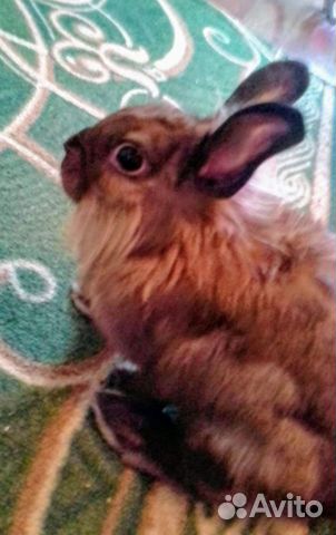 Декоративные кролики