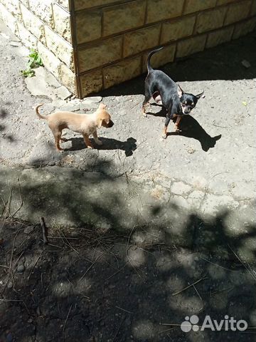 Собака тойчик